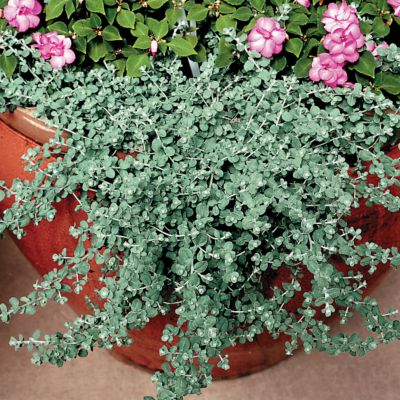 Silver Leaf Trailing Plants